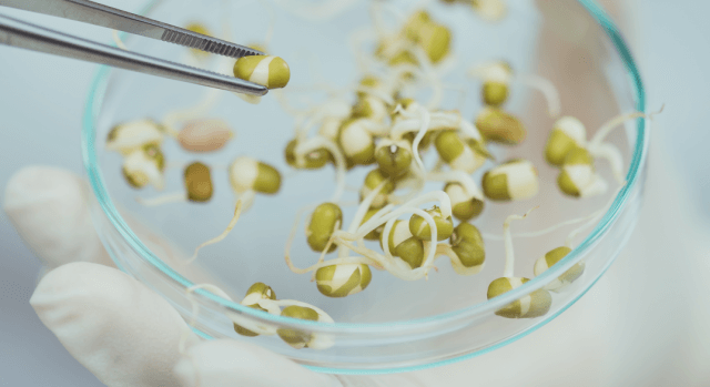 Home - International Seed Testing Association